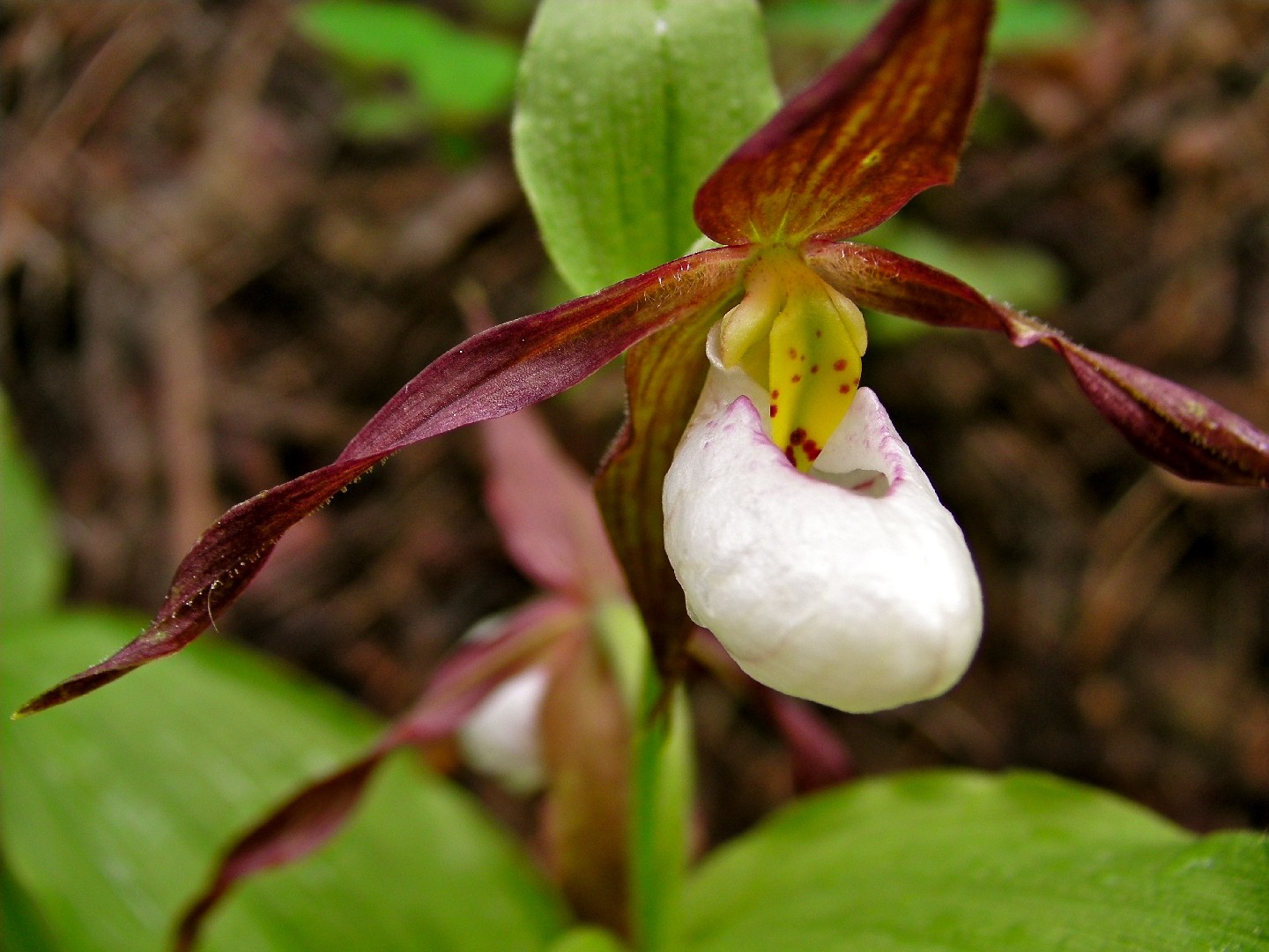 Cypripedium montanum - PictureThis