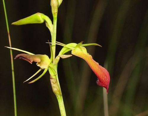 Cryptostylis subulata - PictureThis