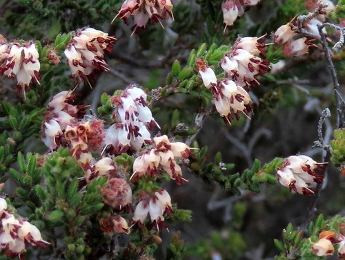 Erica similis - PictureThis