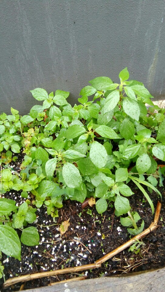 Parietaria lusitanica - PictureThis