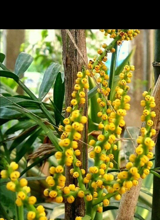 Aletris (Aletris) - PictureThis