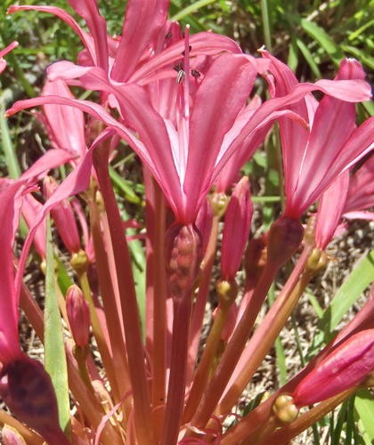 Brunsvigia gregaria - PictureThis