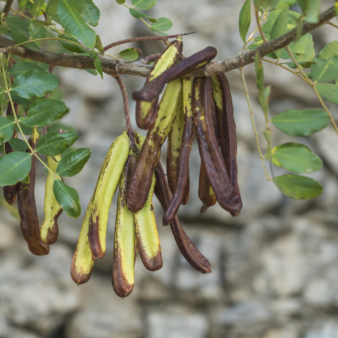 ¿Cuál es algarrobo proteína? - PictureThis