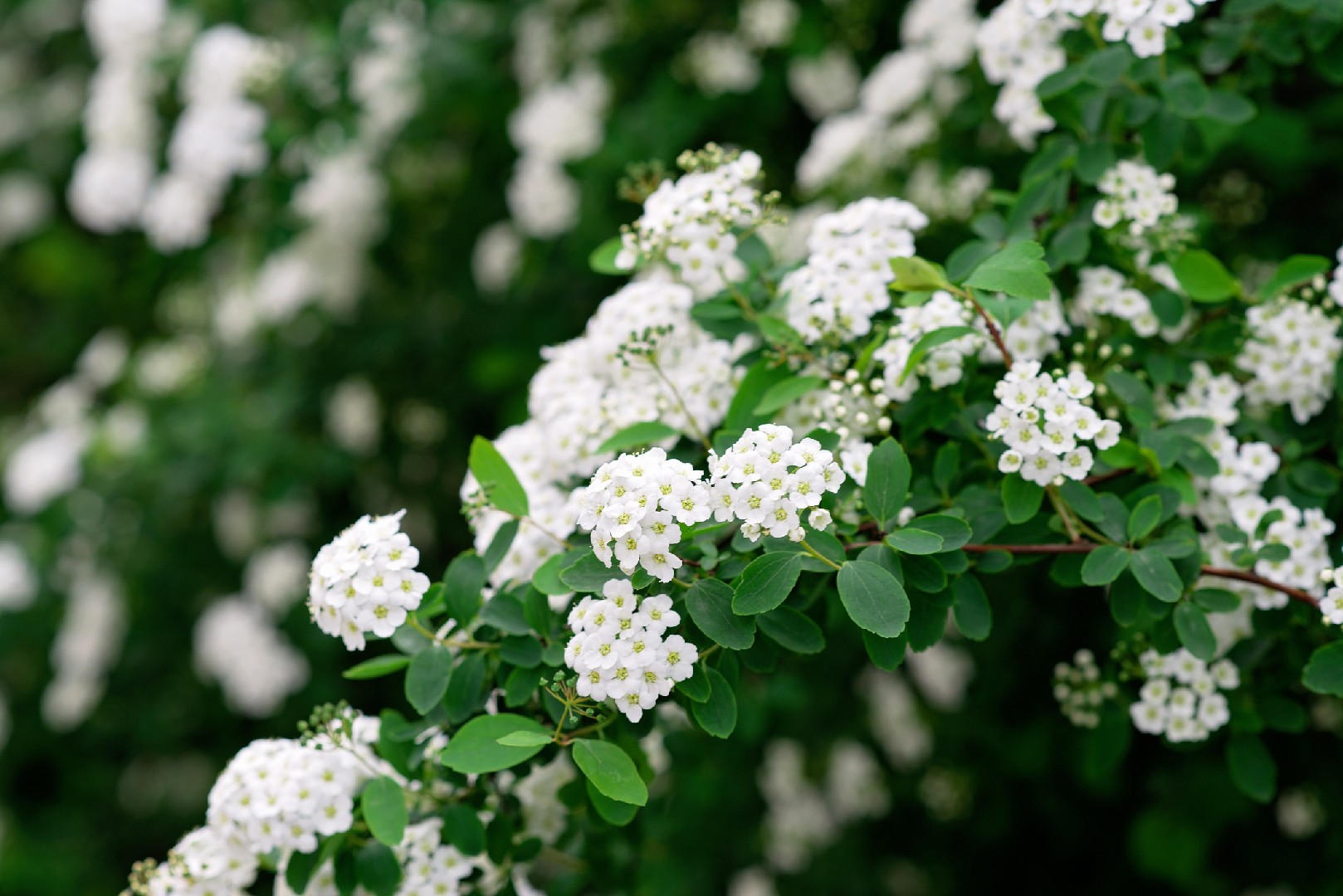 Spiraea nipponica 'Snowmound' - PictureThis