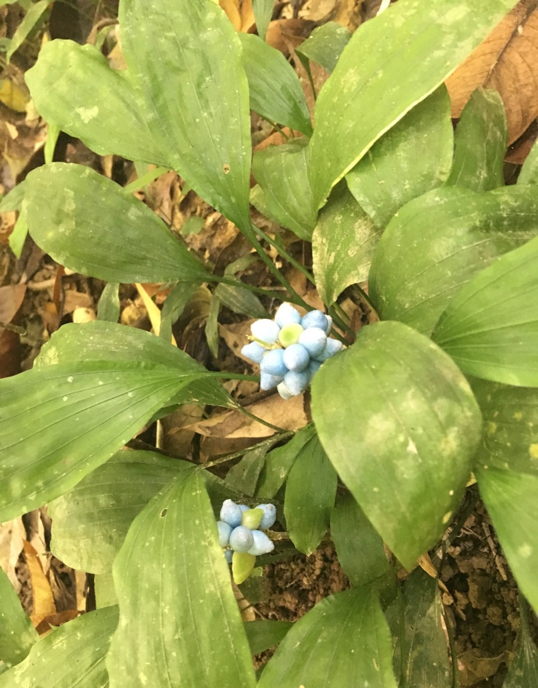 Peliosanthes (Peliosanthes) - PictureThis