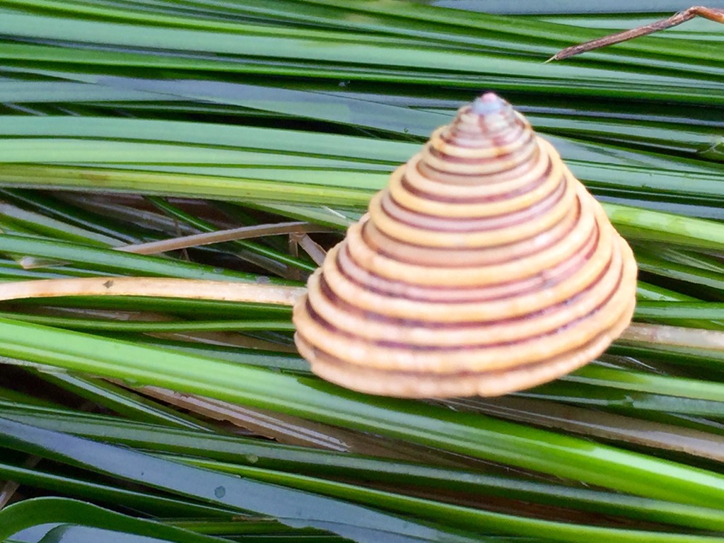 Seegrasgewächse (Zosteraceae) - PictureThis