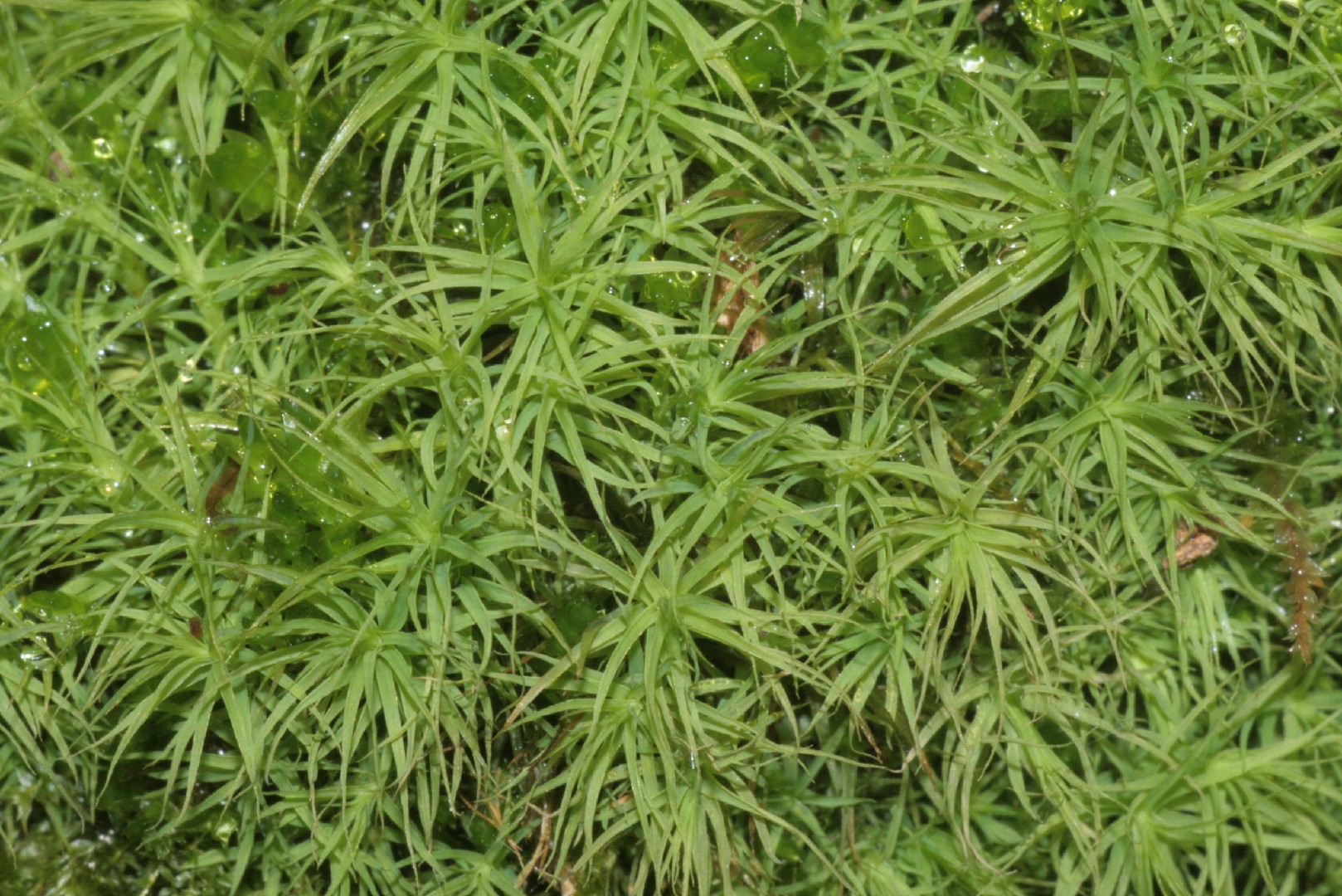 Bartramia - PictureThis