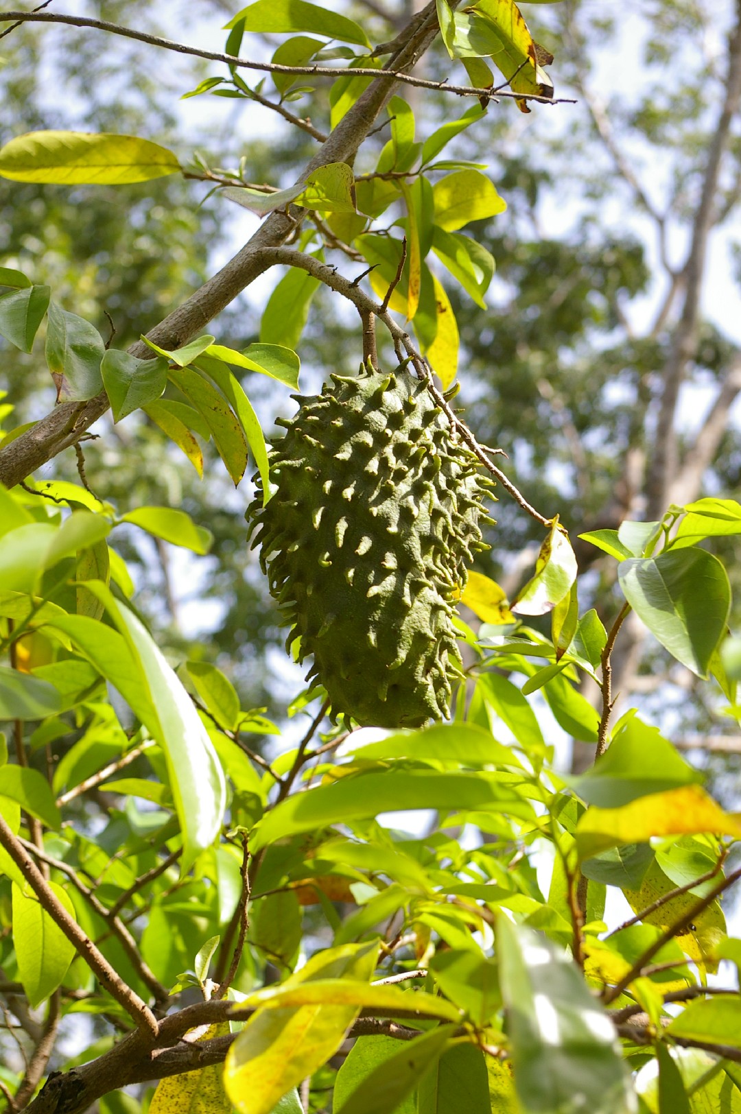 Soursop (Annona muricata) Flower, Leaf, Uses - PictureThis