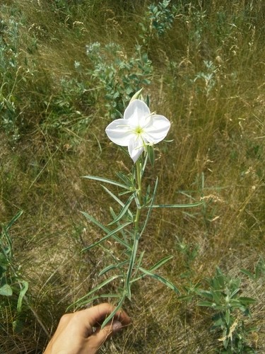 Oenothera nuttallii - PictureThis