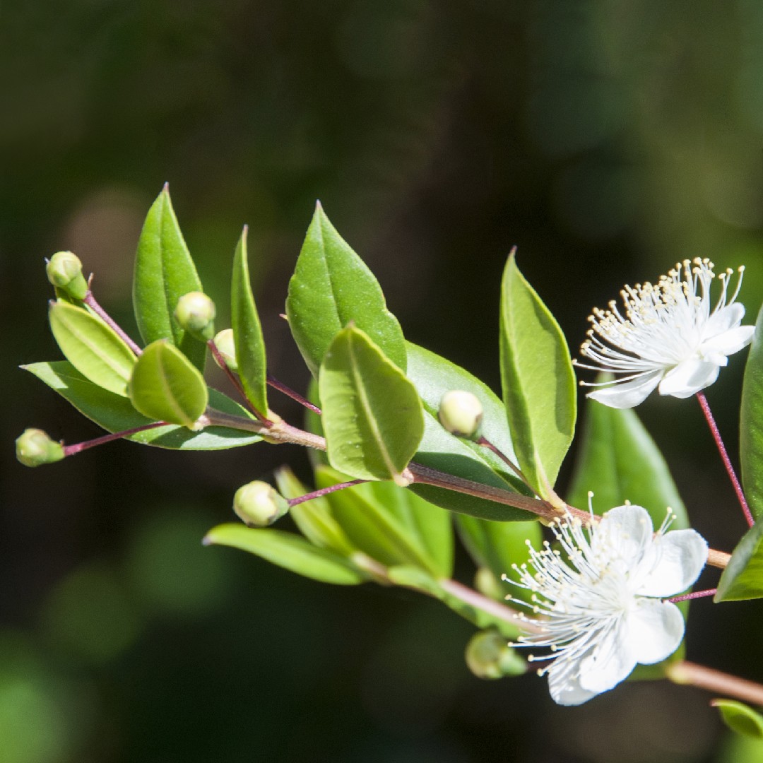 Mirt zwyczajny (Myrtus communis) - PictureThis
