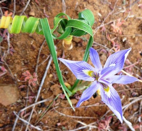 Moraea pritzeliana - PictureThis