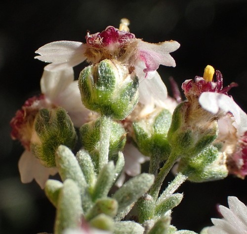 Eriocephalus - PictureThis