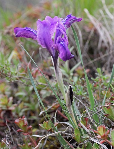 Iris (Iris) - PictureThis