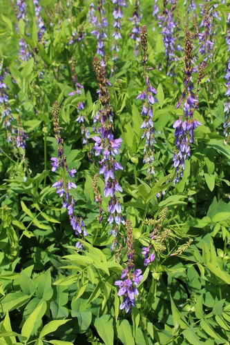 Galega orientalis - PictureThis