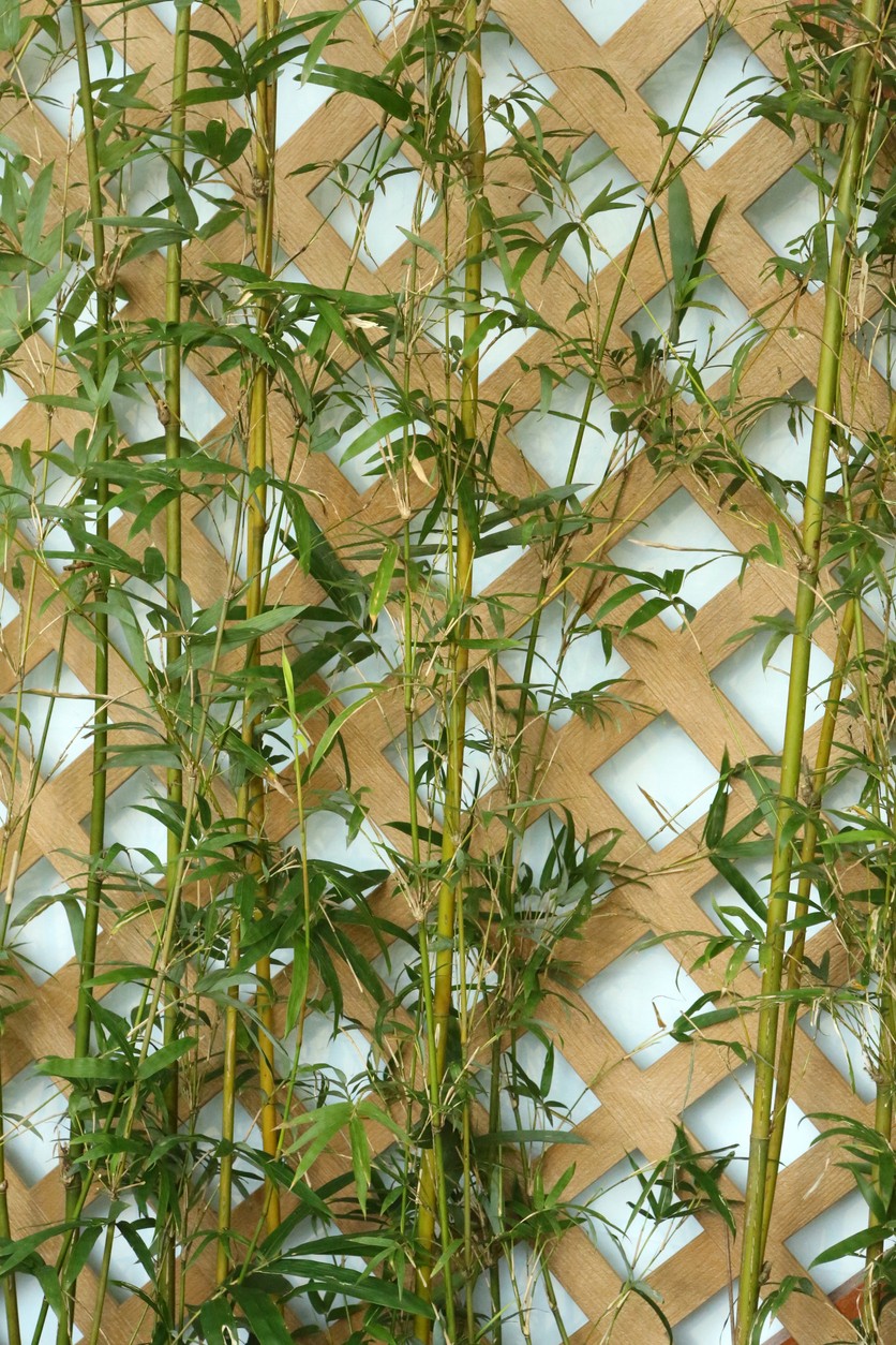 Bambusa multiplex 'Fernleaf' - PictureThis