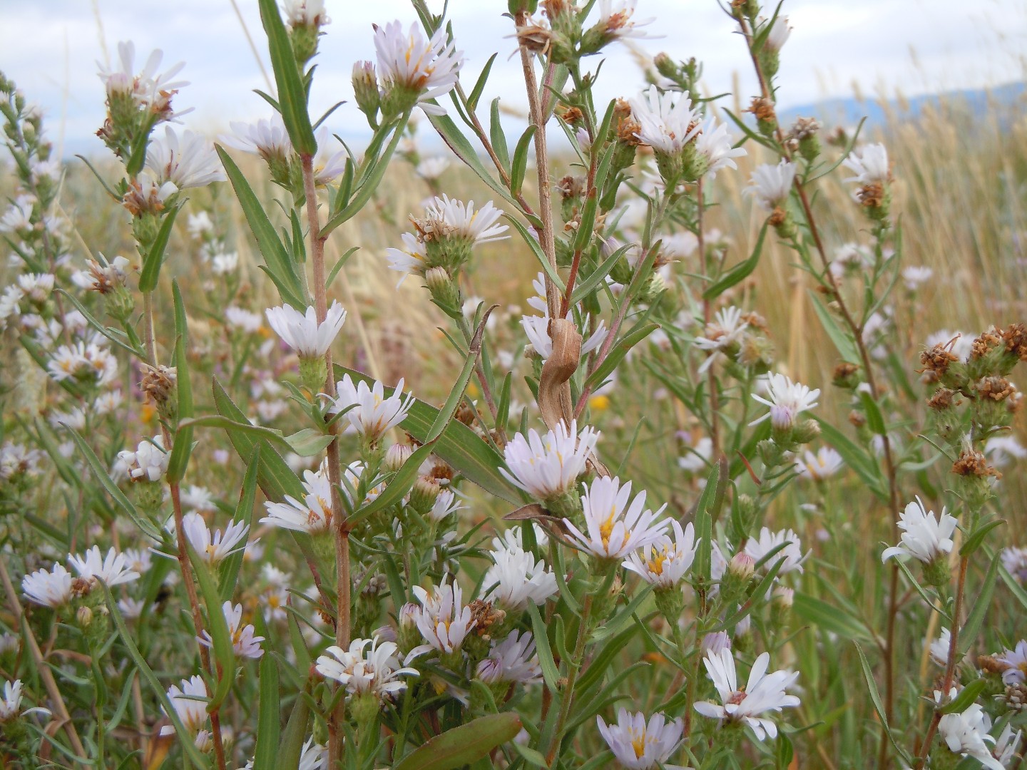 Western aster (Symphyotrichum ascendens) Flower, Leaf, Uses - PictureThis
