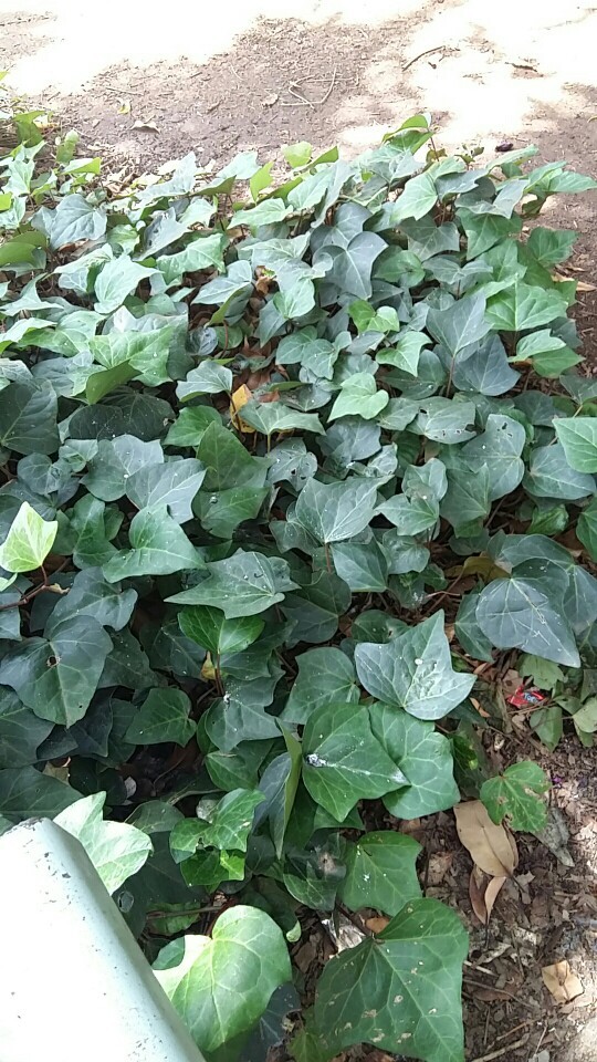 Hedera nepalensis Cura(Come si cura, Coltivazione, Riproduzione ...