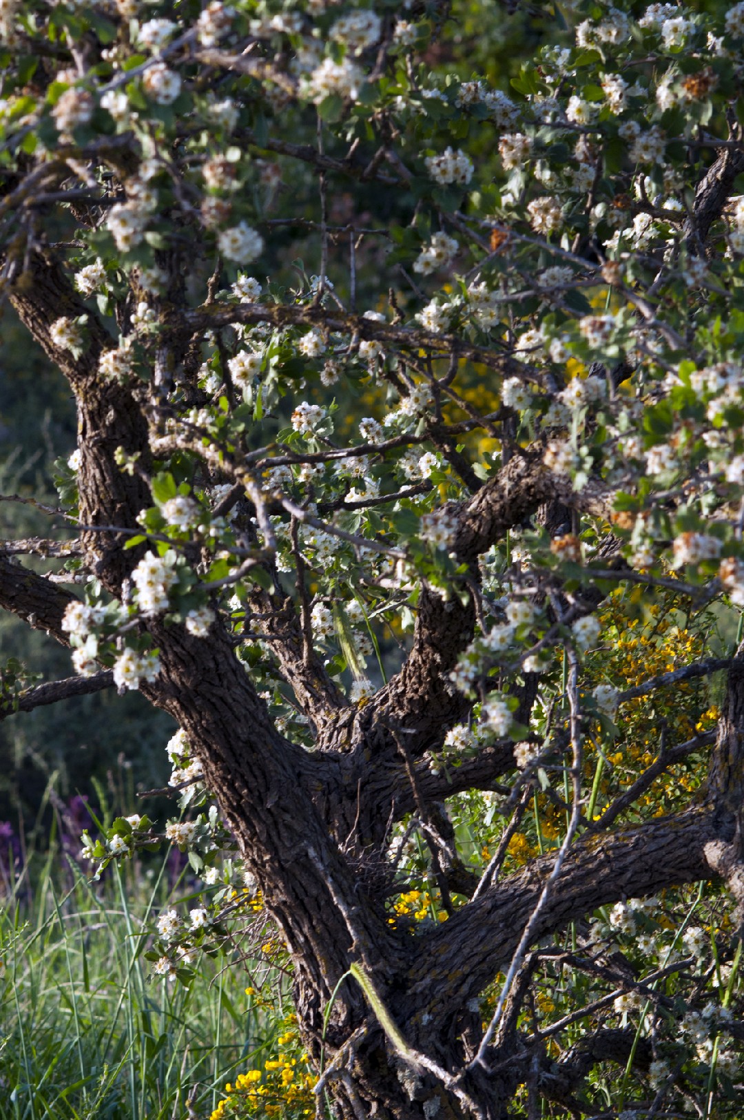 Syrian pear (Pyrus syriaca) Flower, Leaf, Uses - PictureThis
