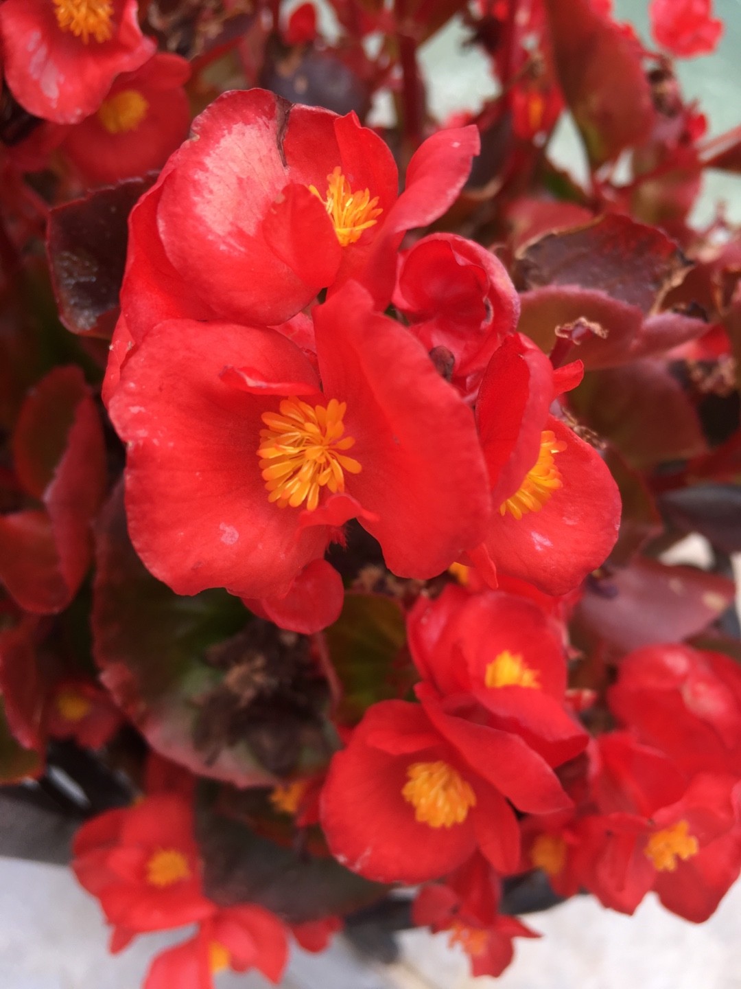 Waterbegonia (Begonia cucullata var. cucullata) - PictureThis