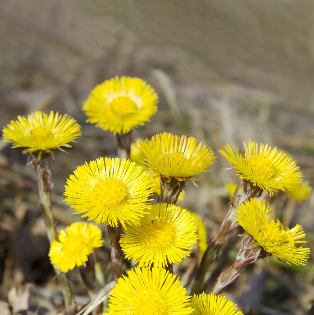 フキタンポポ（蕗蒲公英） (Tussilago farfara) 花言葉，学名，よくある質問 - PictureThis