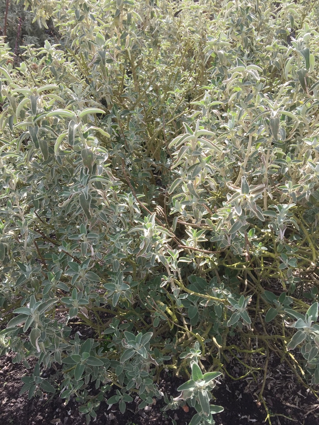 Mercurialis tomentosa - PictureThis