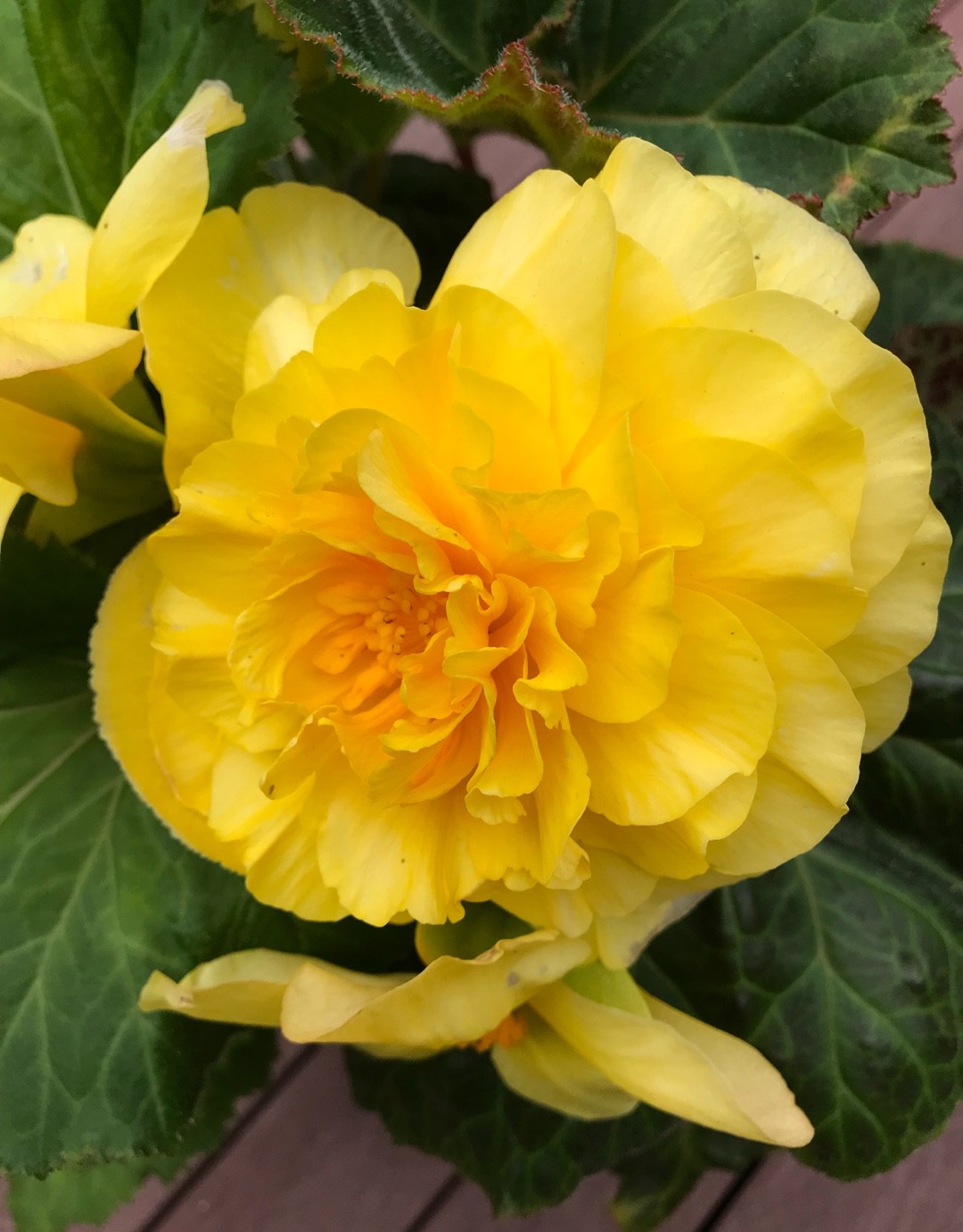 Begonia tuberosa 'Ruffled Yellow' (Begonia tuberosa 'Ruffled Yellow ...