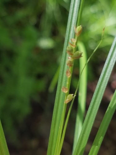 Carex woodii - PictureThis