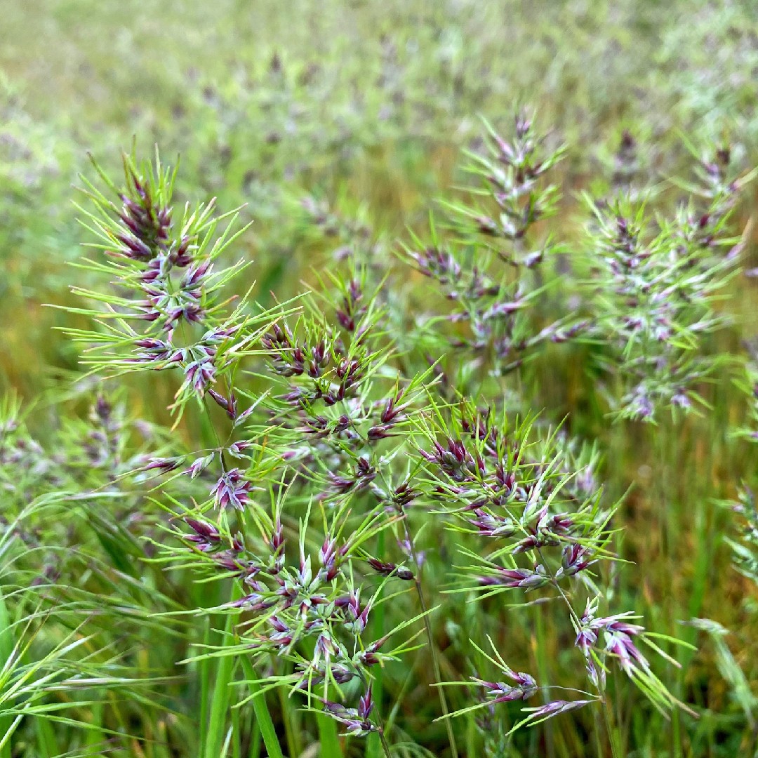 Poa bulbosaは何に使われていますか？ - PictureThis