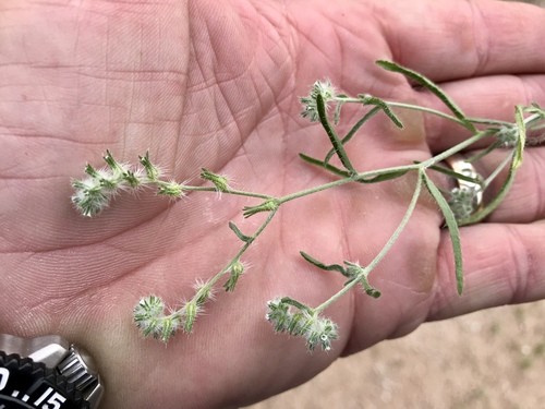 Cryptantha decipiens - PictureThis