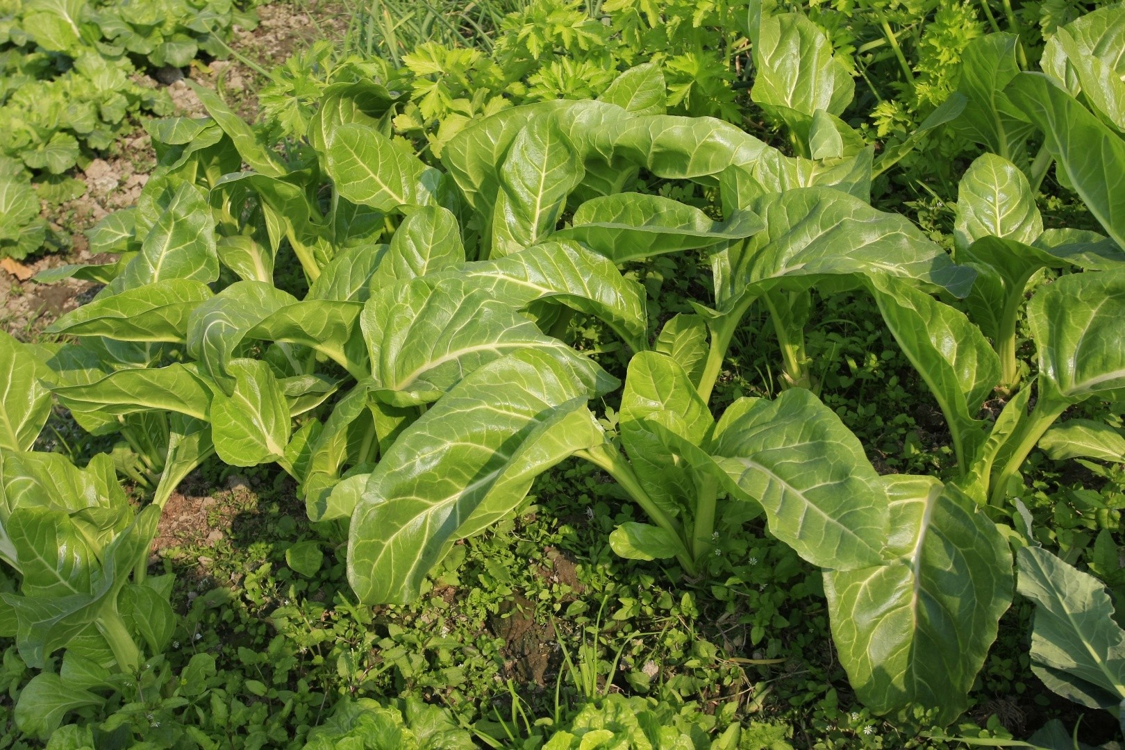 Beta vulgaris var. cicla - PictureThis