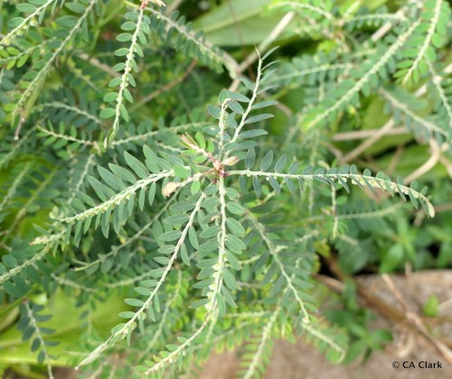 Phyllanthus debilis - PictureThis