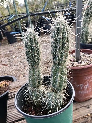 Grusonia bradtiana - PictureThis