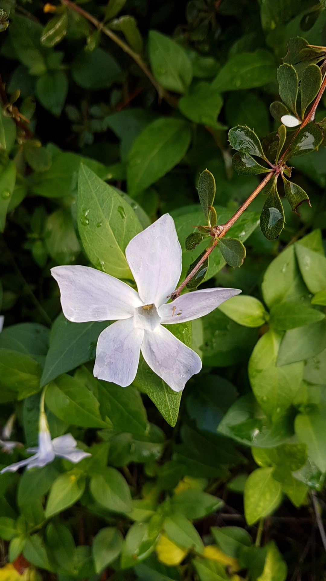 Intermediate periwinkle (Vinca difformis) - PictureThis