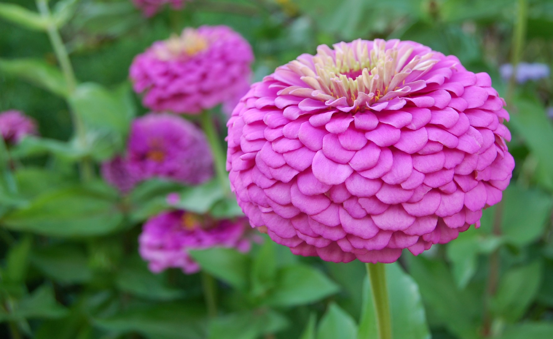 Zinnia elegans 'Benary's Giant Lilac' - PictureThis