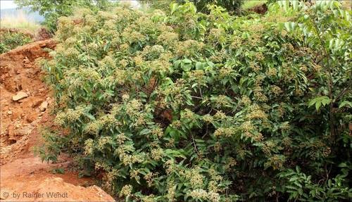 Harungana madagascariensis - PictureThis