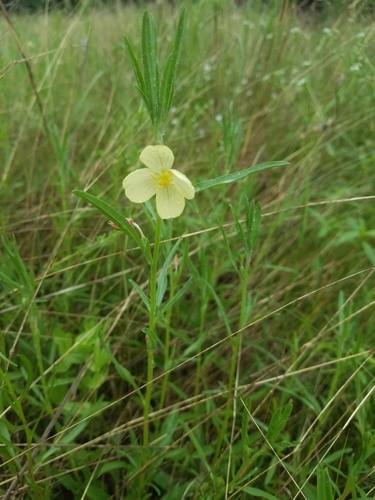Spach's evening primrose (Oenothera spachiana) Flower, Leaf, Care, Uses ...