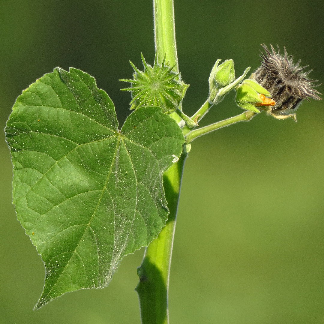 Cencio molle (Abutilon theophrasti) - PictureThis