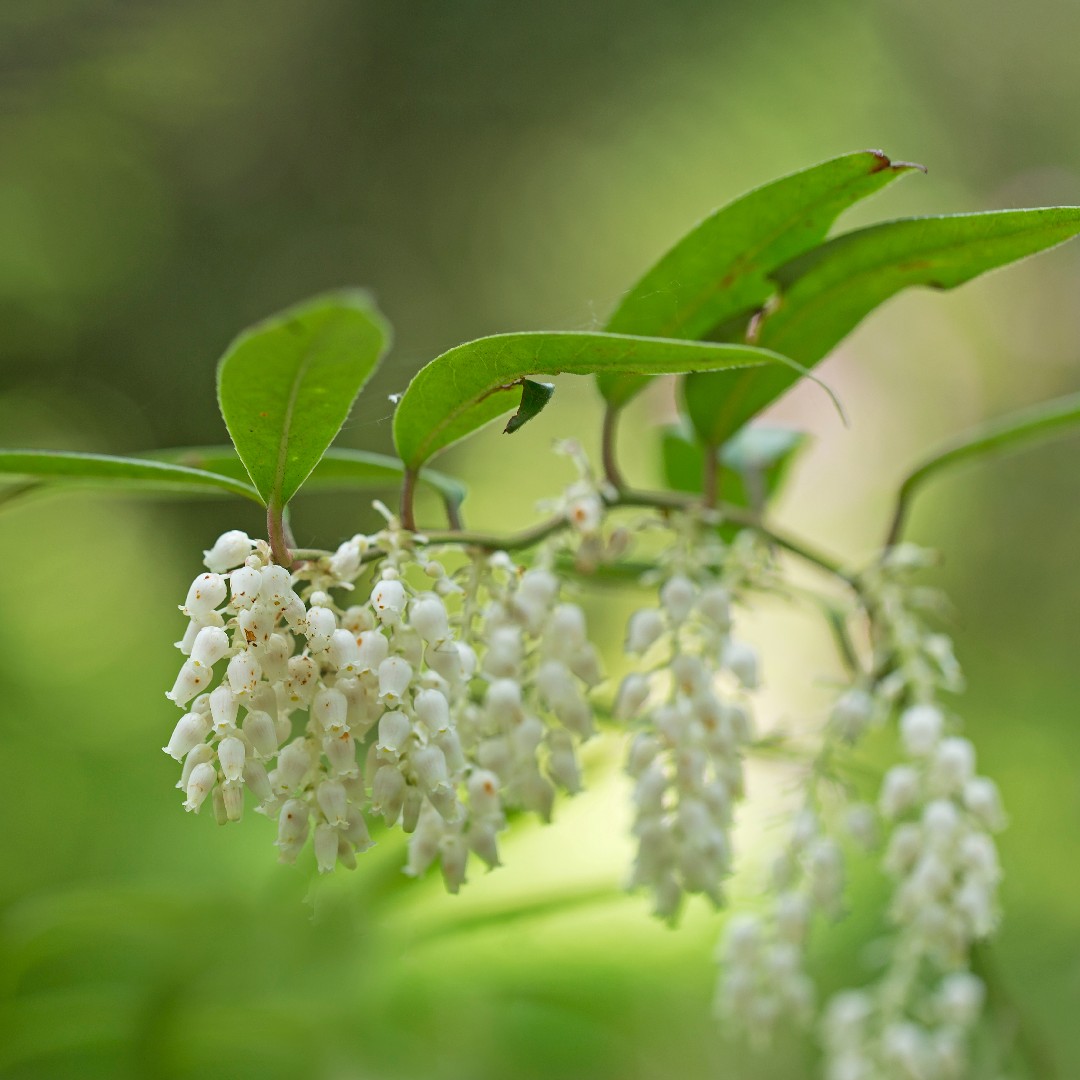 바위남천 (Leucothoe fontanesiana) - PictureThis