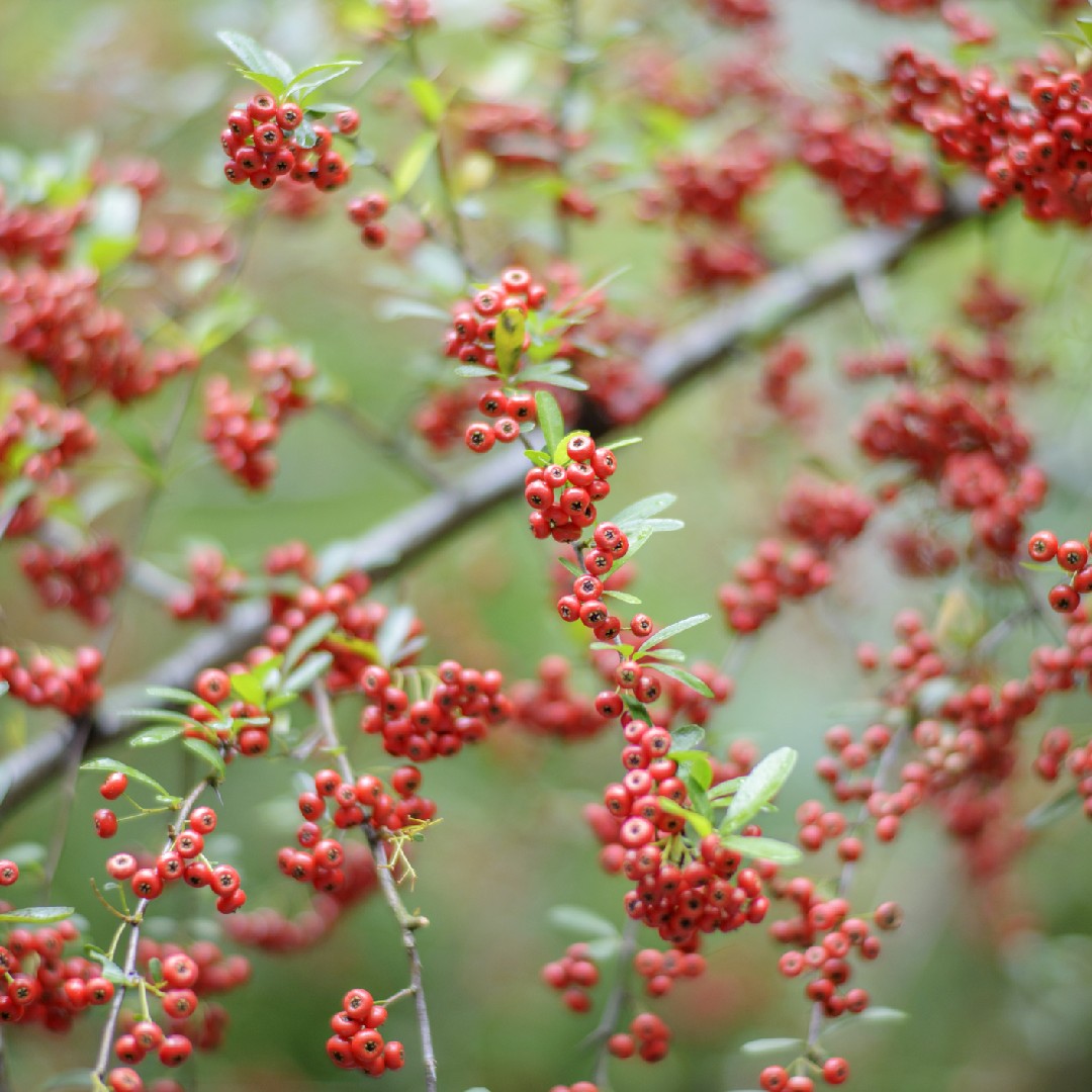 Chinese firethorn (Pyracantha fortuneana) Flower, Leaf, Uses - PictureThis