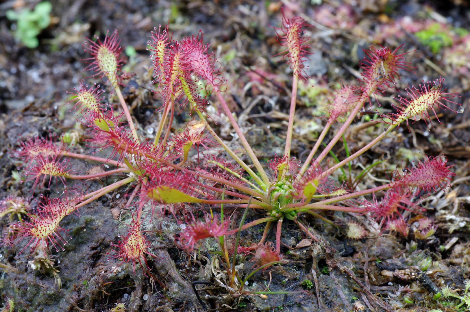 Mittlerer Sonnentau (Drosera intermedia) - PictureThis