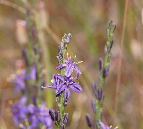 Caesia calliantha - PictureThis