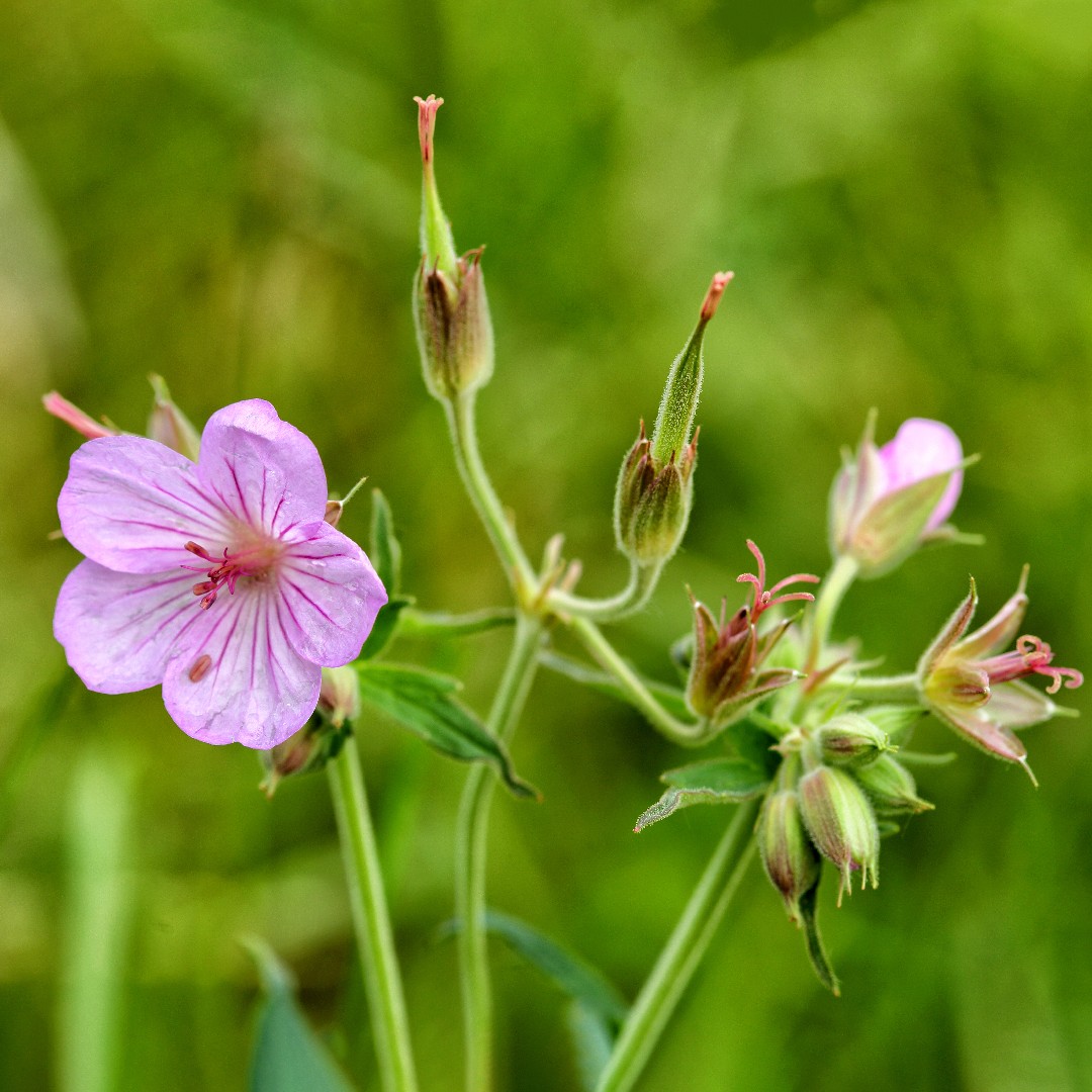 Sticky geranium Care (Watering, Fertilize, Pruning, Propagation ...
