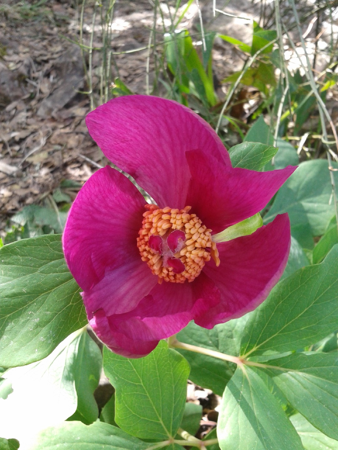 Paeonia mascula - PictureThis