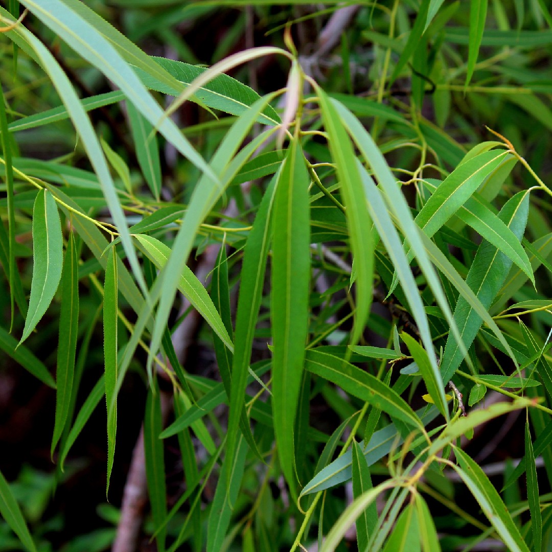 Salix caroliniana - PictureThis
