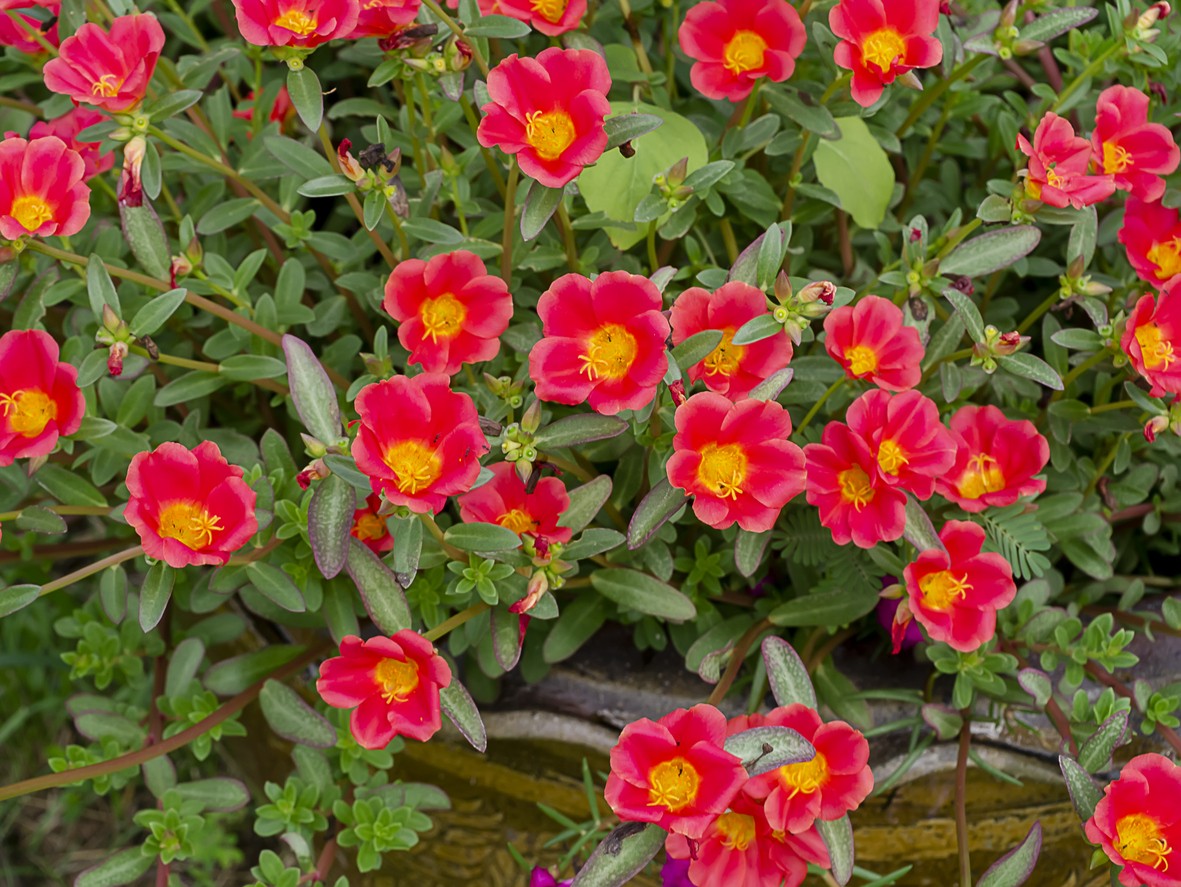 Portulaca oleracea 'Granatus' - PictureThis