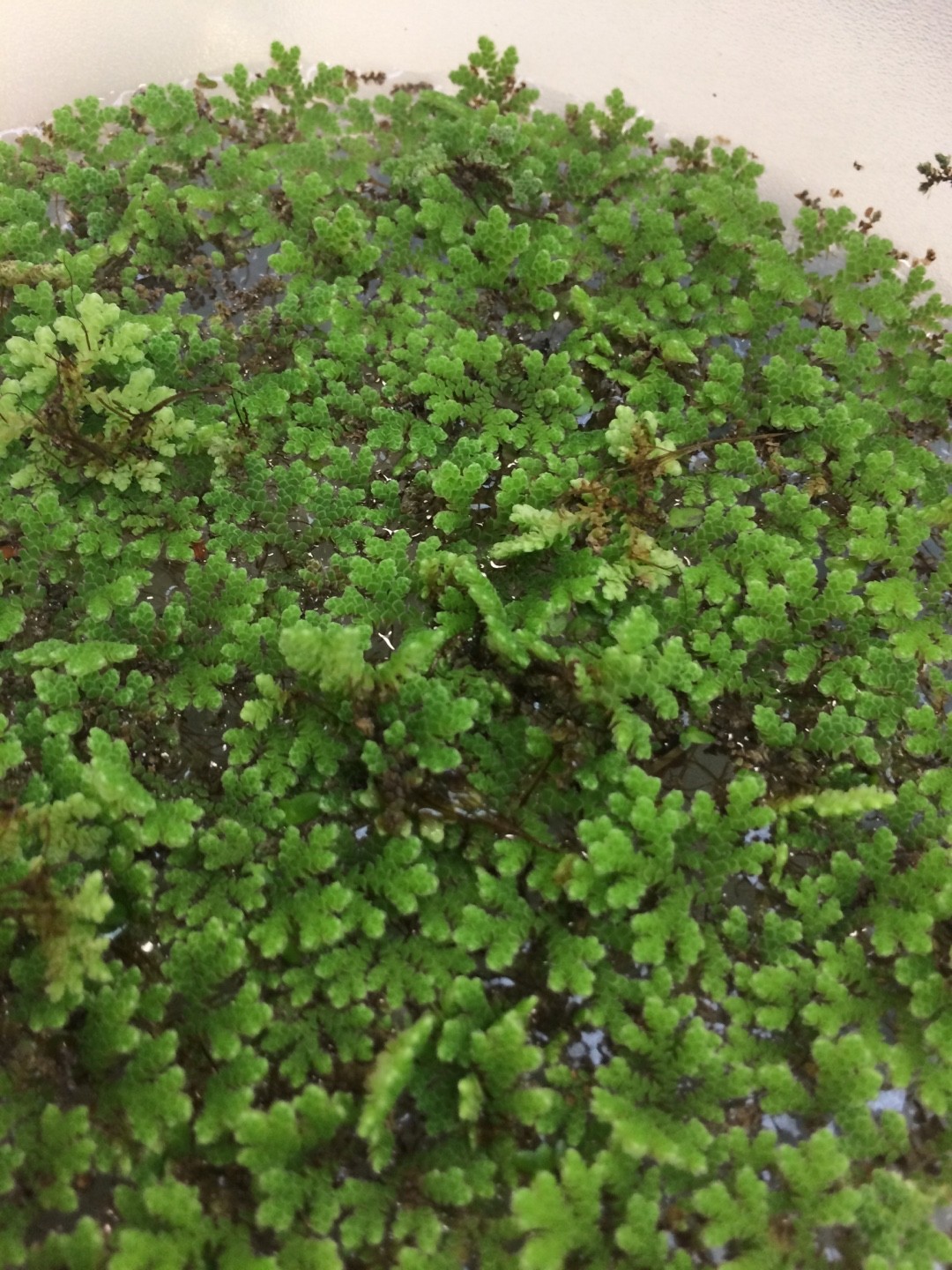 Azolla caroliniana - PictureThis