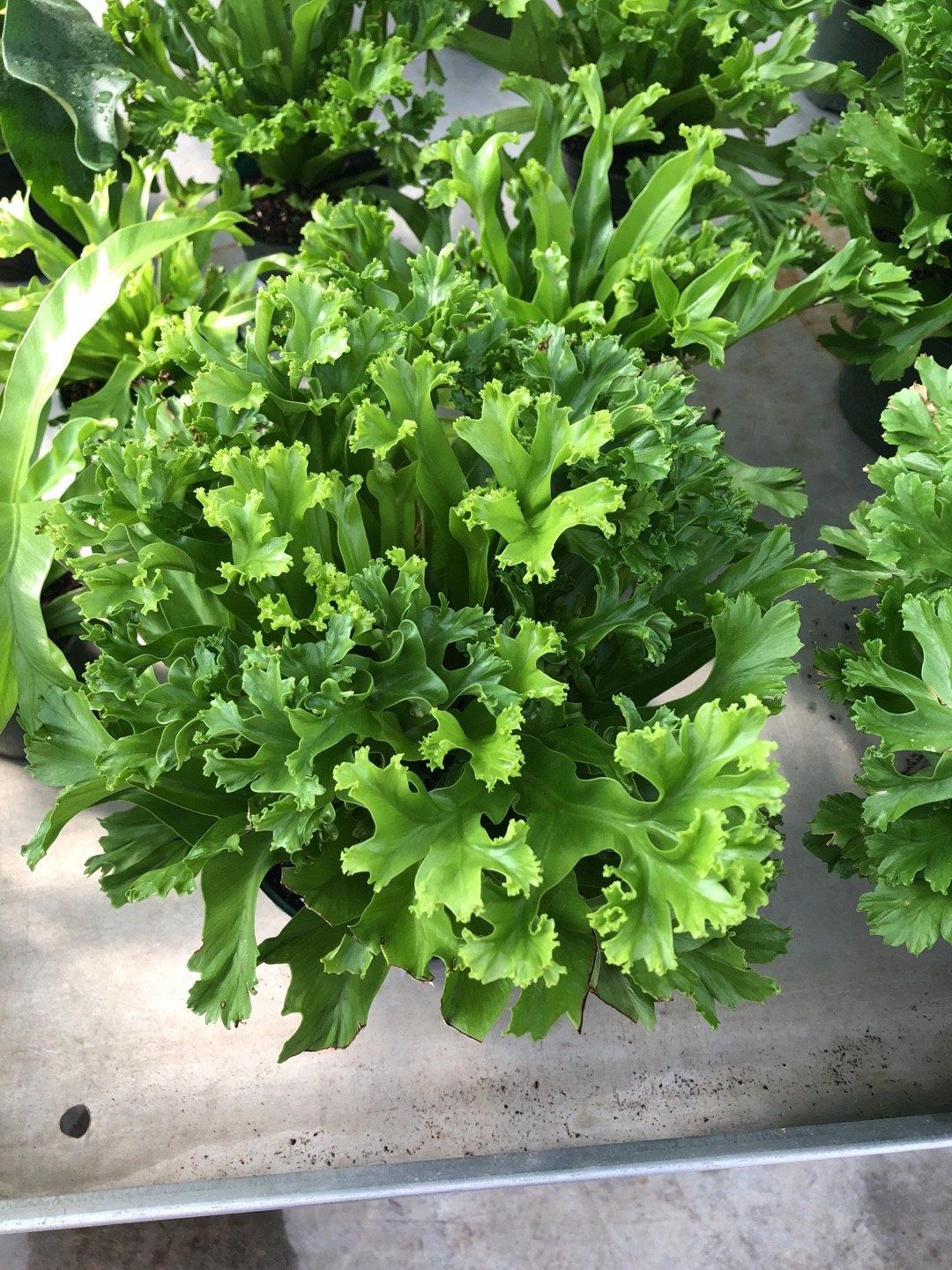 Asplenium antiquum 'Leslie' - PictureThis