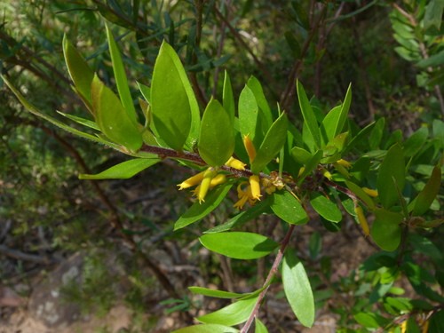 Persoonia myrtilloides - PictureThis