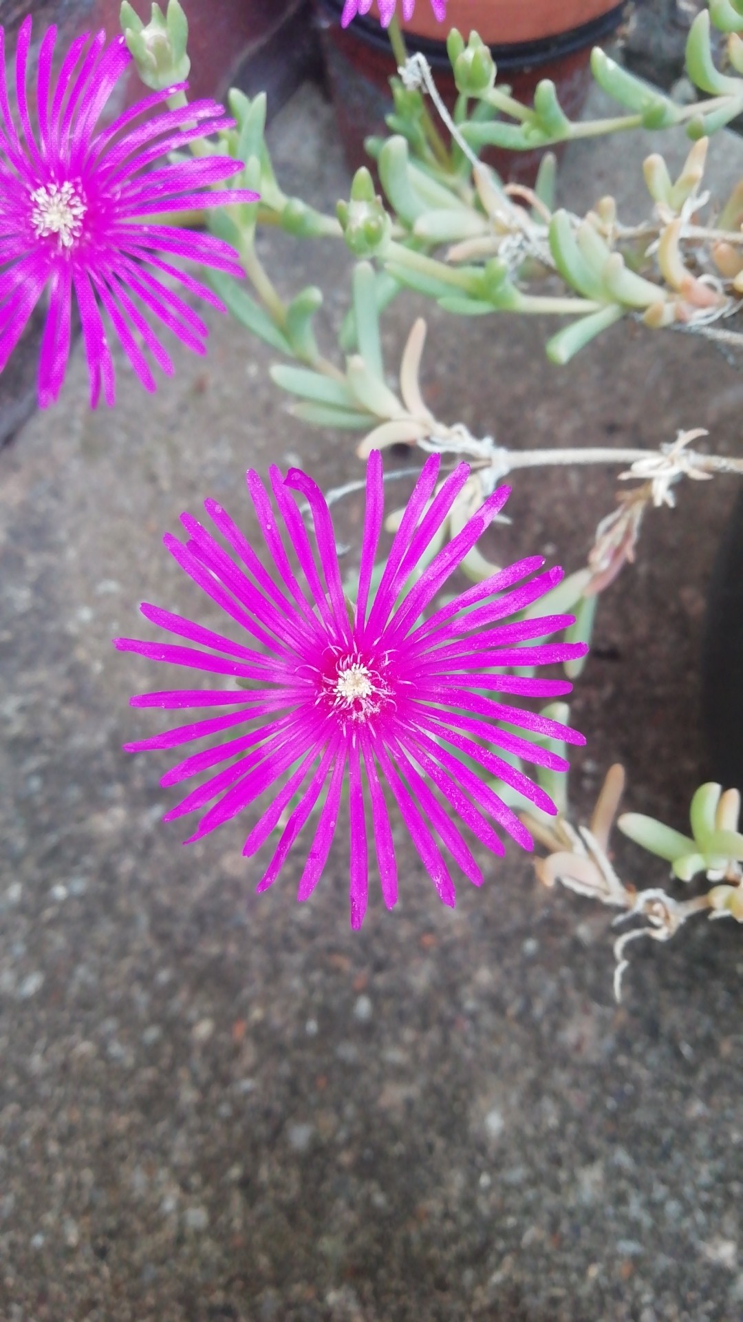 Delosperma cooperi - PictureThis