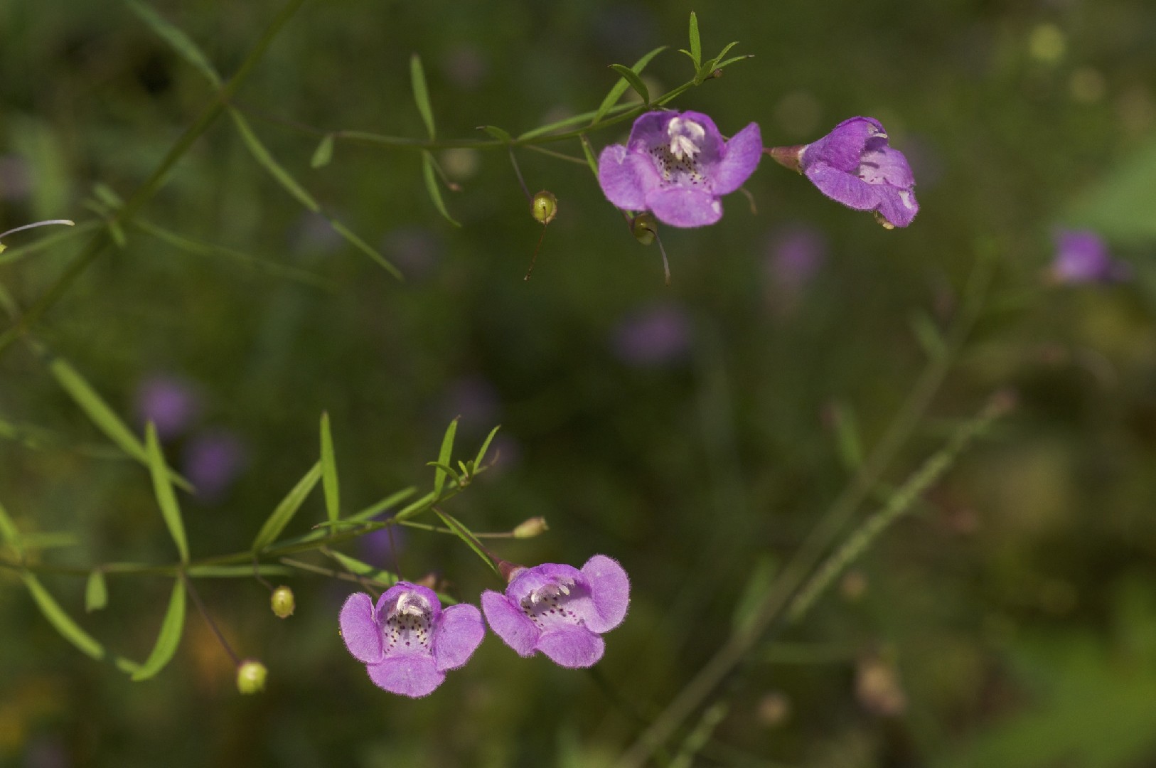 Agalinis tenuifolia - PictureThis